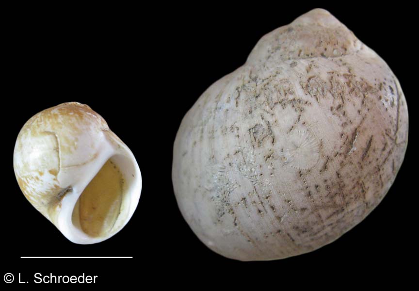 Gastropods - Velutinidae, Naticidae